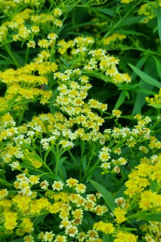 Solidaster x luteus 'Lamore' – Bean Place Nursery