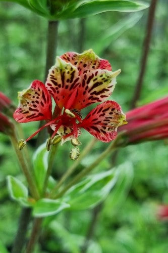 Alstroemeria psittacina 'Royal Star' – Bean Place Nursery
