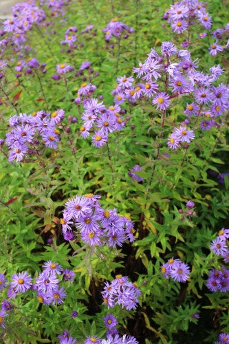 Symphyotrichum novae-angliae 'Bars Blue' – Bean Place Nursery