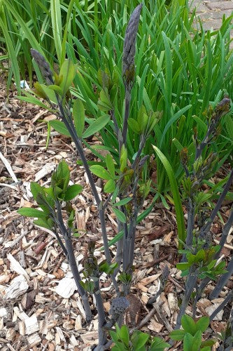 Baptisia pendula 'Alba' – Bean Place Nursery