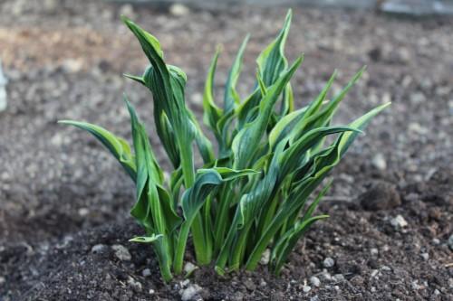 Hosta hybride 'Hands Up' – Bean Place Nursery