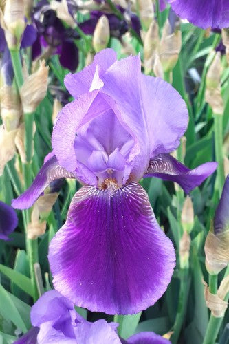 Iris 'Benton Nigel' – Bean Place Nursery