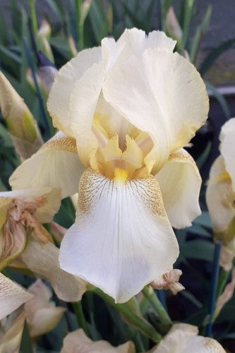 Iris 'Benton Duff' – Bean Place Nursery