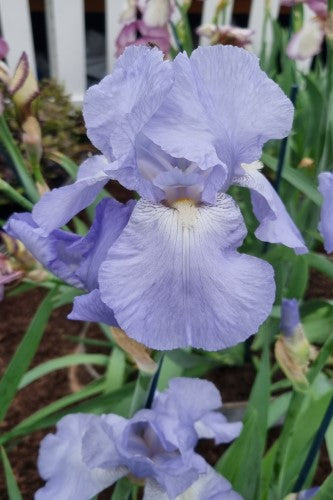 Iris 'Jane Phillips' – Bean Place Nursery
