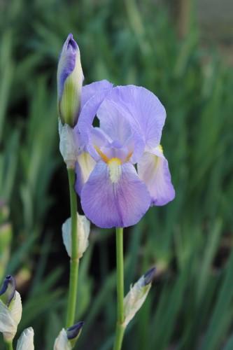 Iris 'Susan Bliss' – Bean Place Nursery