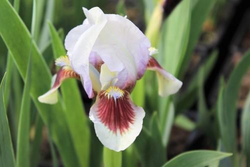 Iris 'Red Heart' – Bean Place Nursery