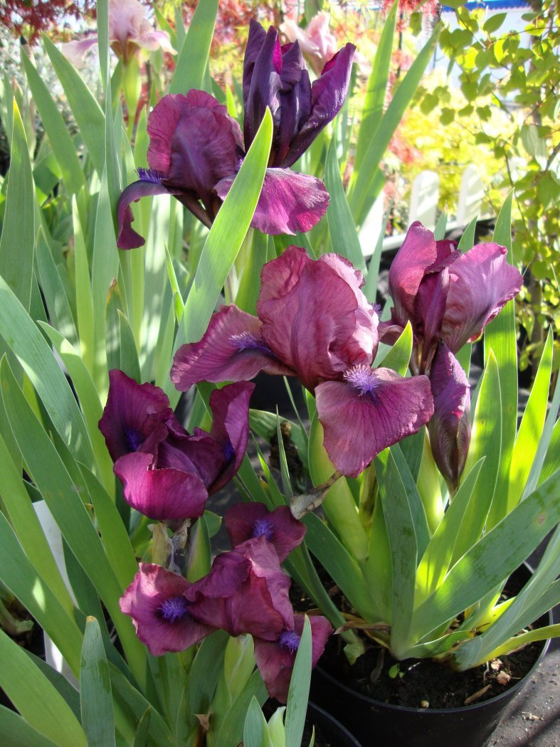 Iris 'Cherry Garden' – Bean Place Nursery