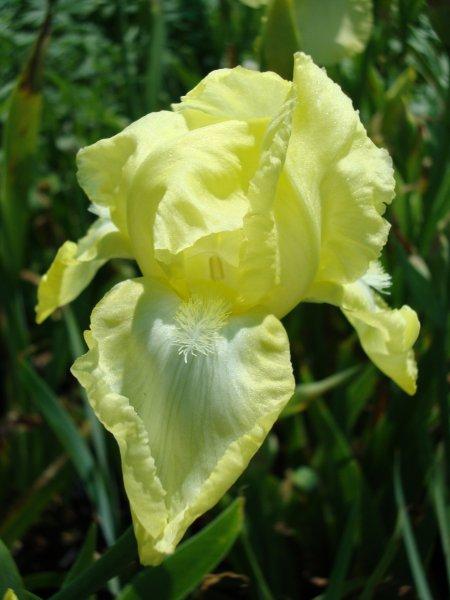 Iris 'Lemon Ice' – Bean Place Nursery