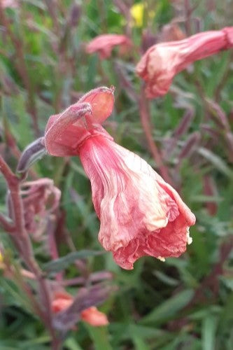 Oenothera odorata – Bean Place Nursery