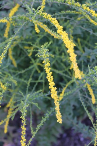 Solidago hybrid 'Fireworks' – Bean Place Nursery