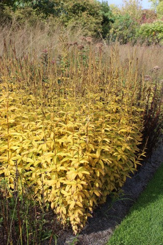 Veronicastrum virginica 'Alba' – Bean Place Nursery